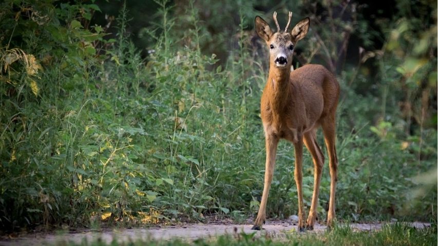 Caprioli protagonisti dell'estate gualdese tra polemiche e salvataggi